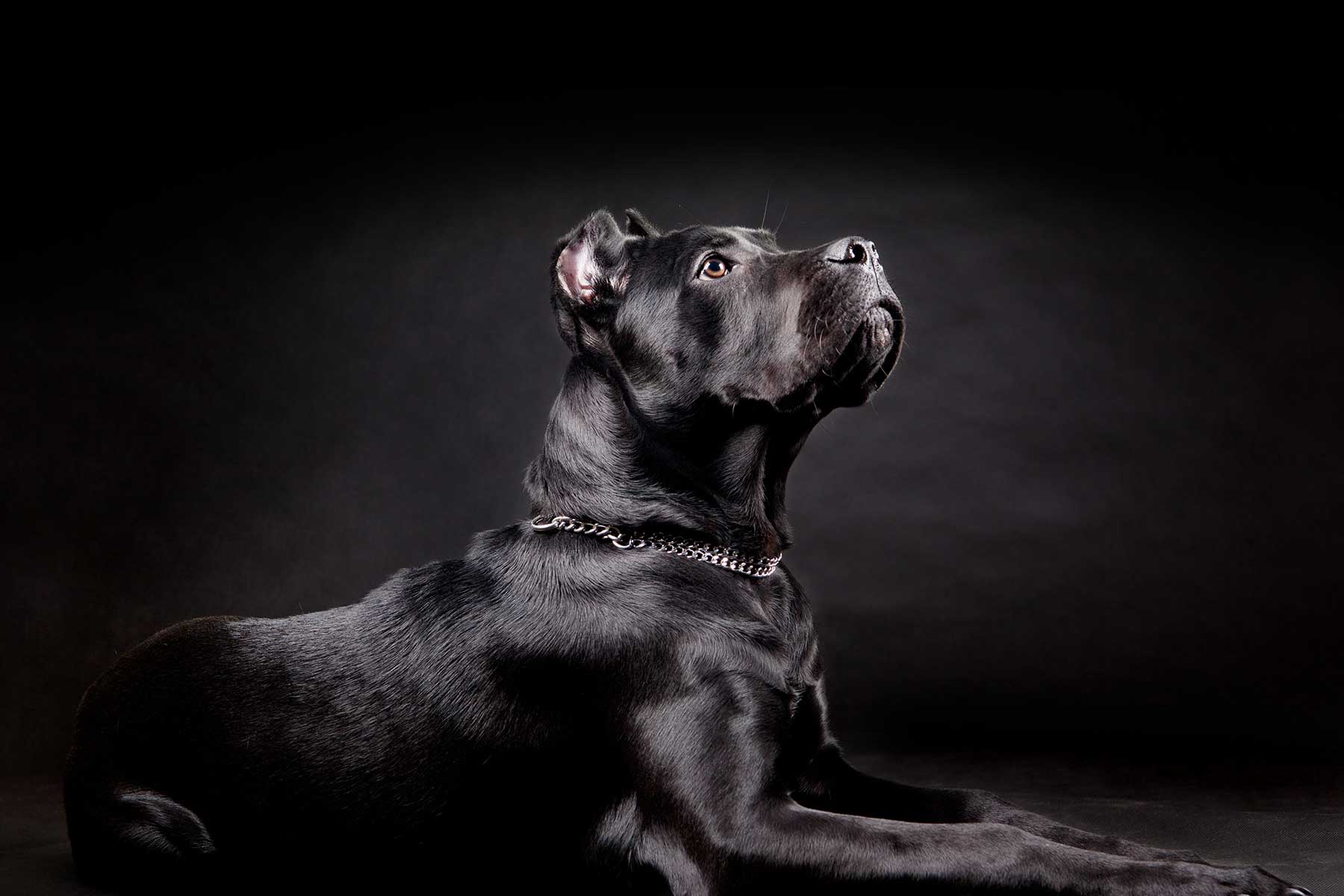 Home | K9 Control Training