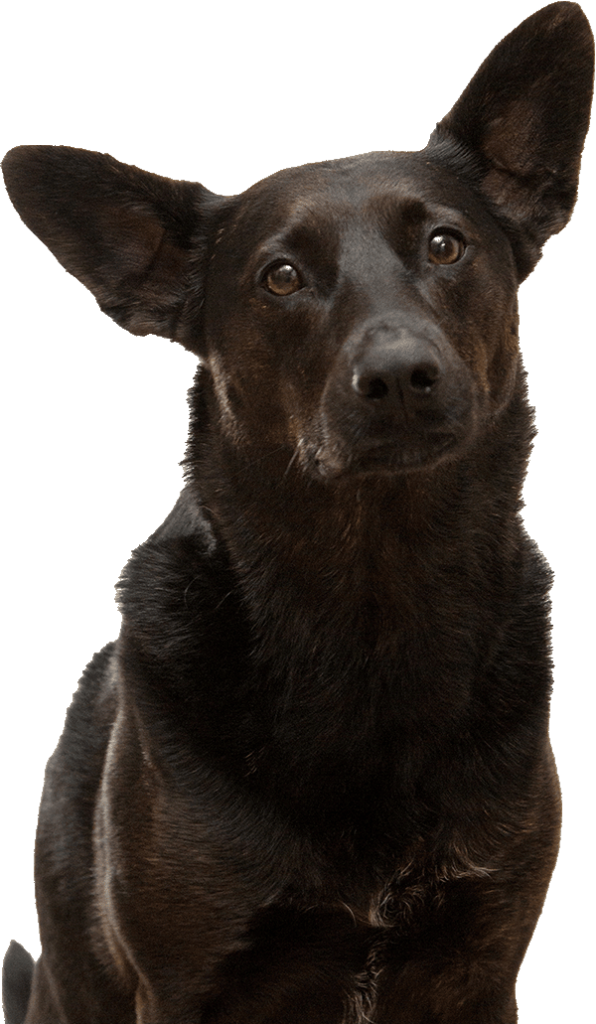 Home | K9 Control Training